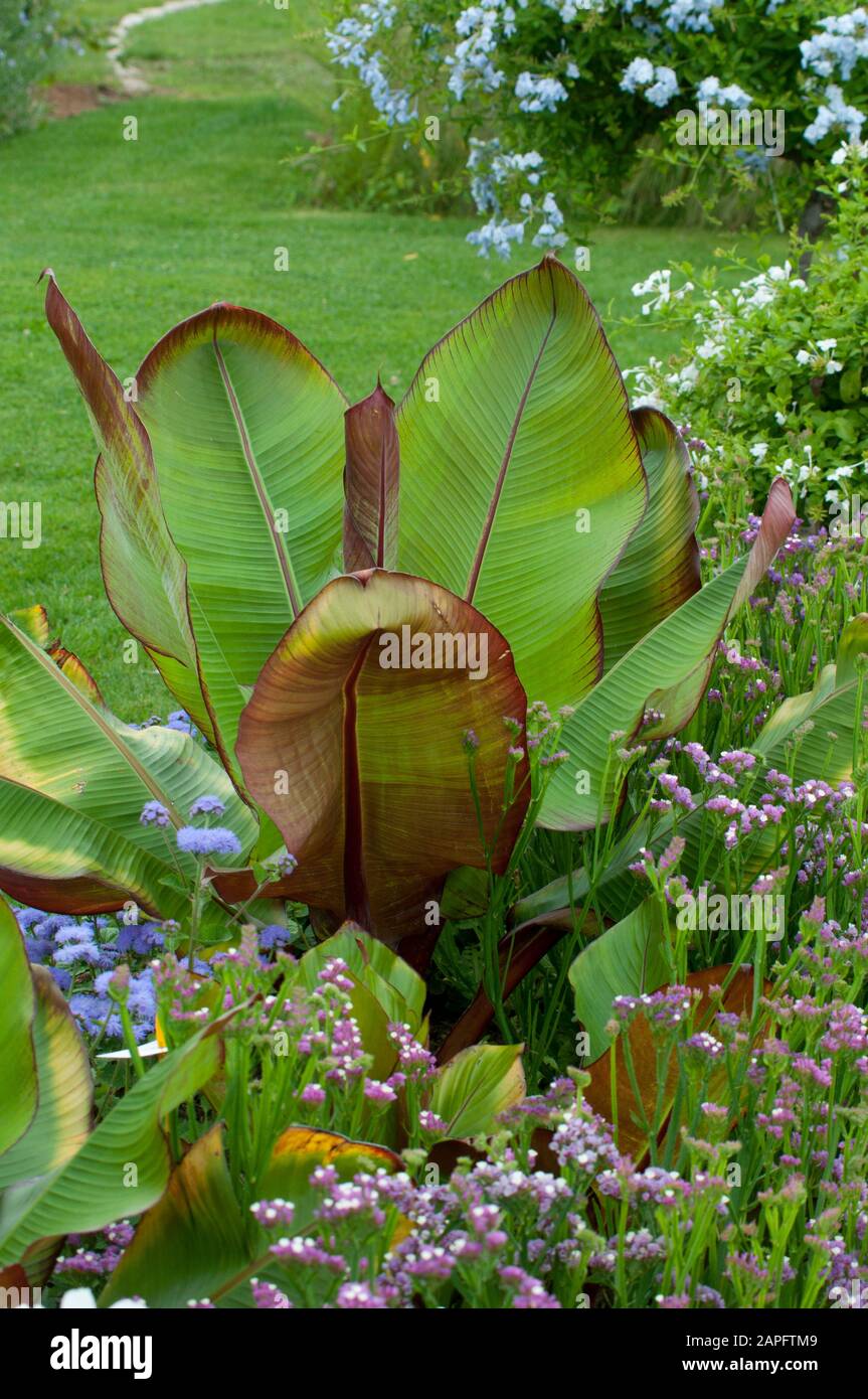 Abyssinian banana (Ensete ventricosum) 'Maurelii' Stock Photo - Alamy