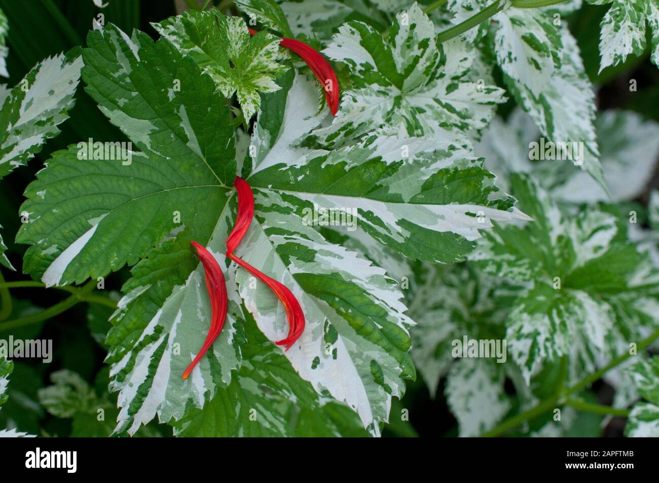 Japanese hop (Humulus japonicus) 'Variegatus' Stock Photo - Alamy