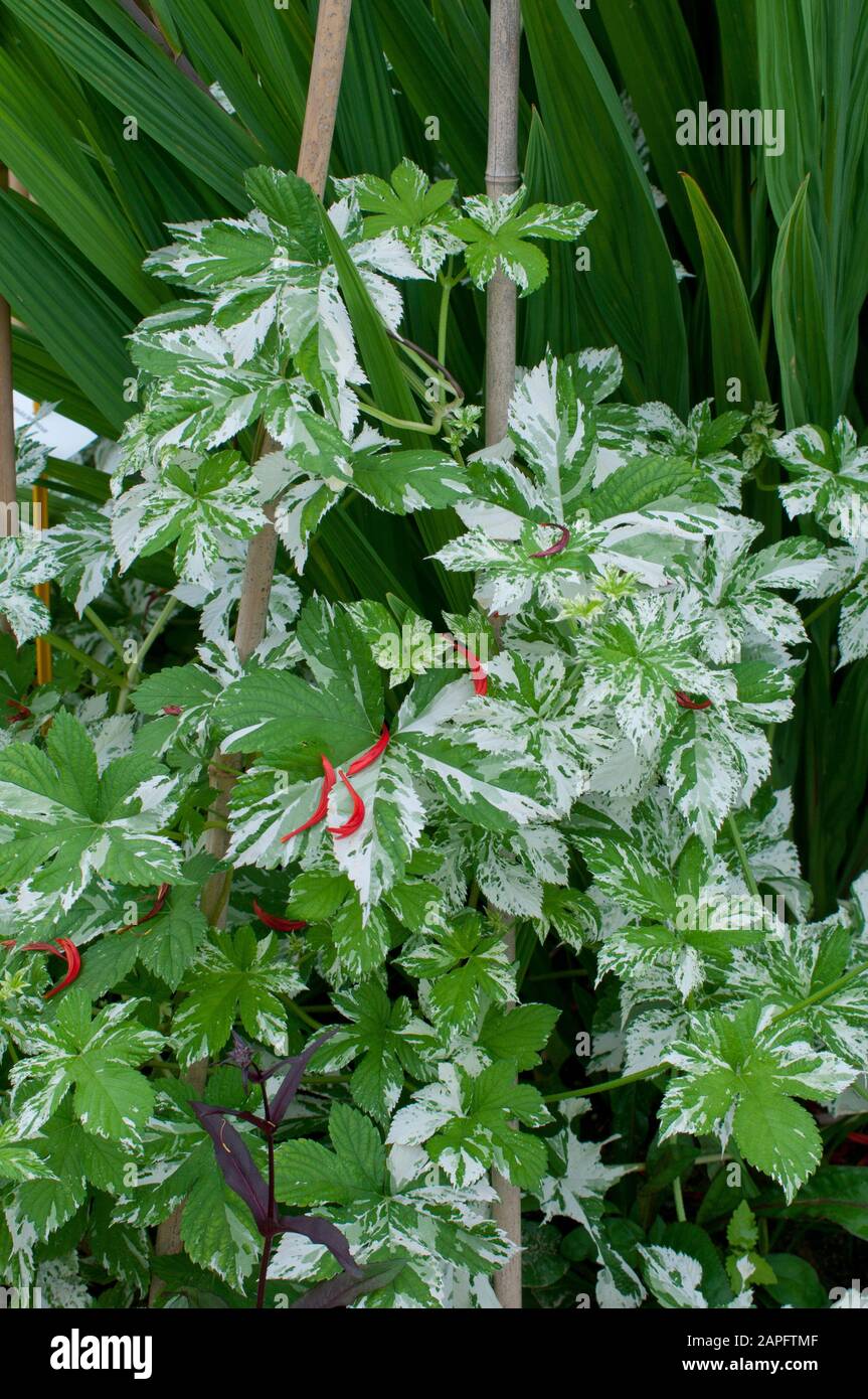 Japanese hop (Humulus japonicus) 'Variegatus' Stock Photo - Alamy