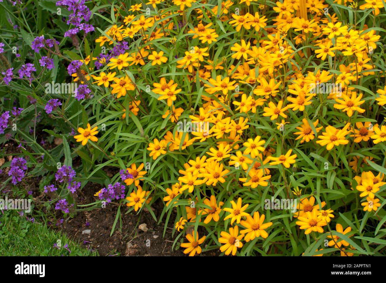 Creeping Zinnia (Zinnia angustifolia) 'Star Jaune d'Or' in bloom Stock ...