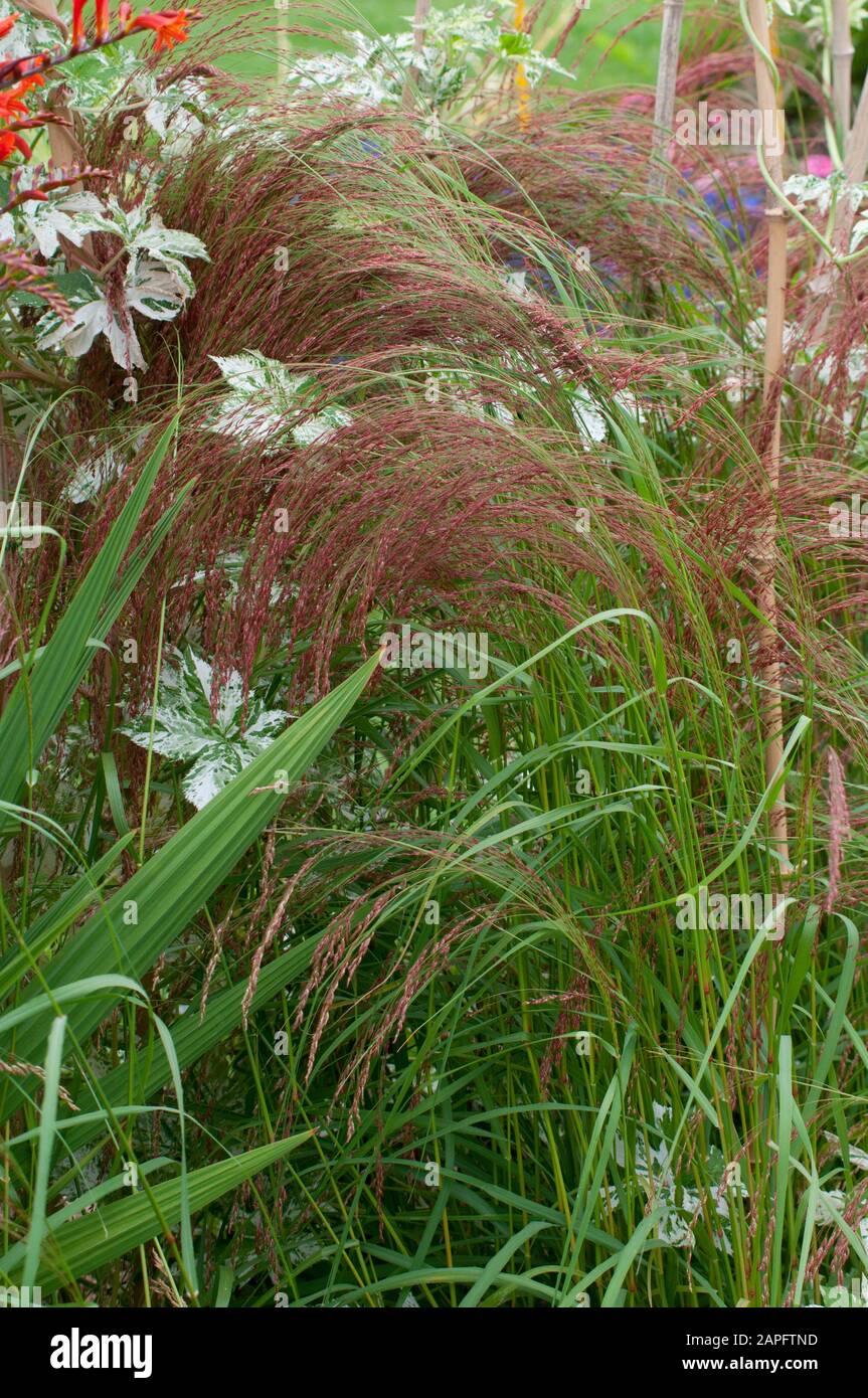 Teff (Eragrostis tef) and Japanese hop (Humulus japonicus) 'Variegatus ...