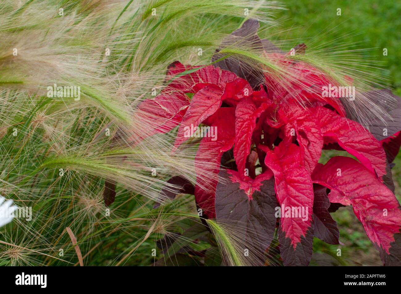 Tampala (Amaranthus tricolor) 'Early Splendor' and Foxtail Barley ...