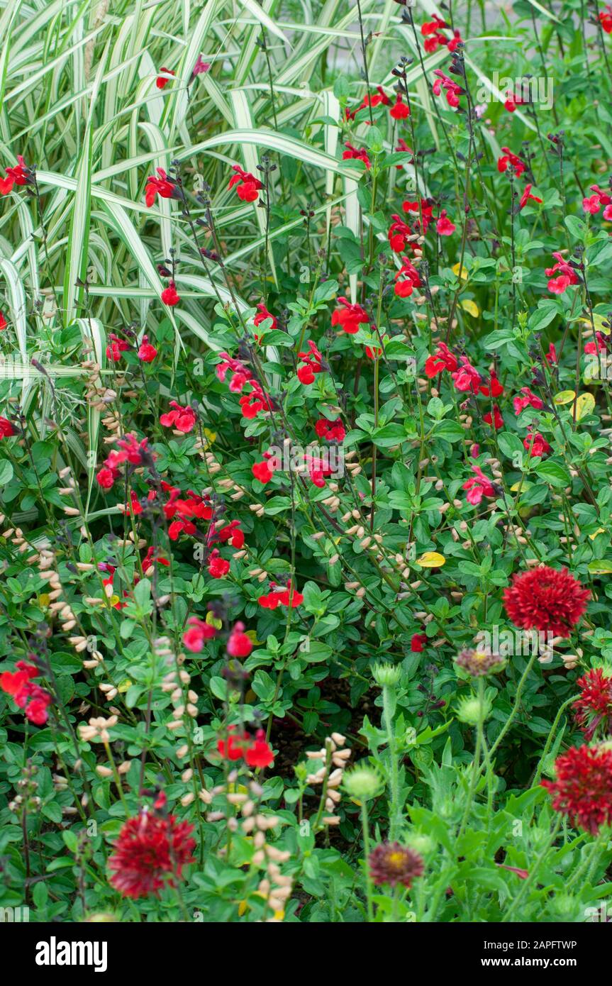 Baby Sage (Salvia microphylla) 'Royal Bumbble' in bloom Stock Photo - Alamy
