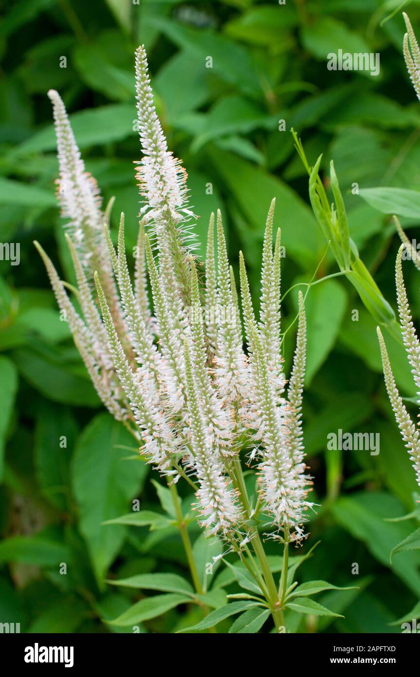 Veronicastrum album hi-res stock photography and images - Alamy