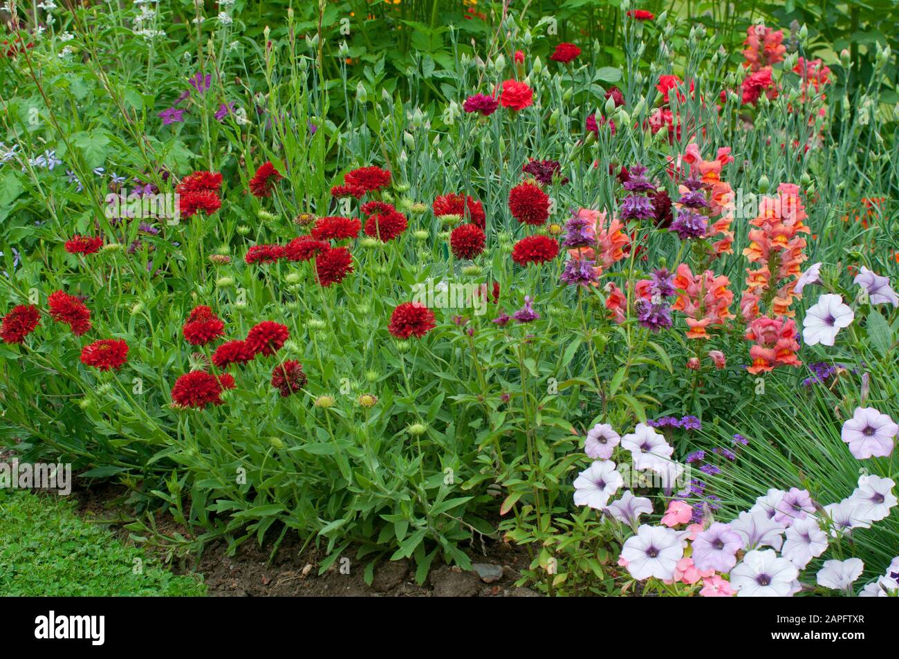 Carnation (Dianthus caryophyllus) 'Chabaud Martin', in bloom Stock ...