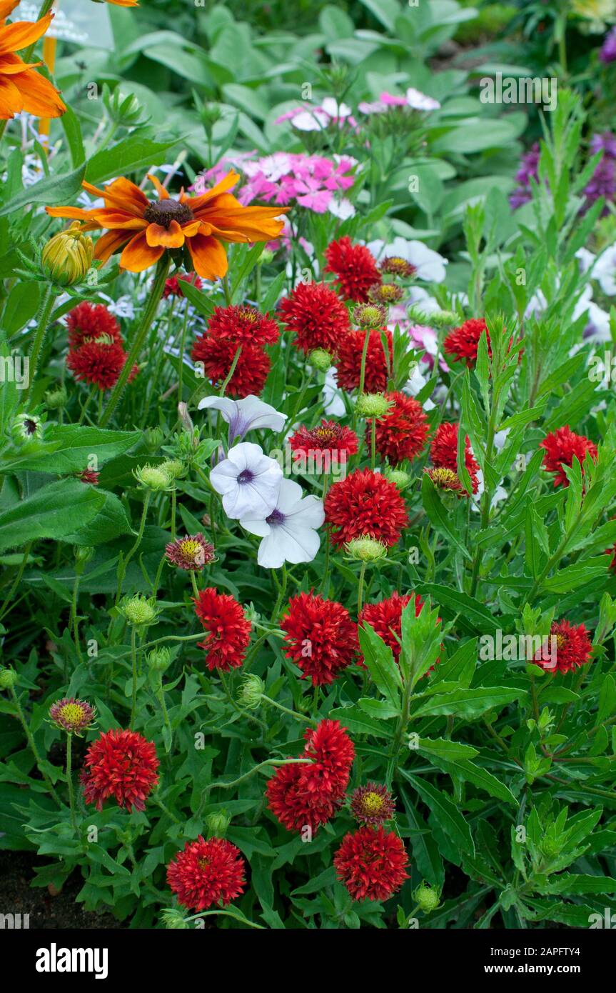 Carnation (Dianthus caryophyllus) 'Chabaud Martin', in bloom Stock ...