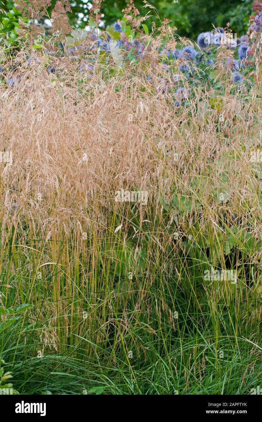 Tufted Hair Grass (Deschampsia caespitosa Stock Photo - Alamy