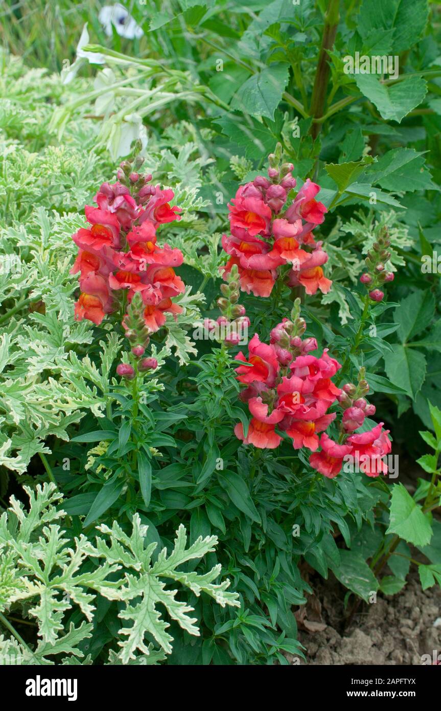 Snapdragon (Antirrhinum majus) in bloom Stock Photo - Alamy