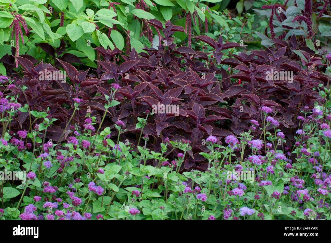 Coleus (Solenostemon sp), in association in a flower garden Stock Photo ...