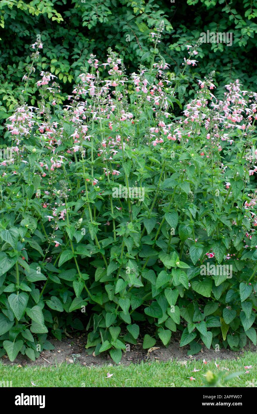 Blood sage (Salvia coccinea) 'Coral Nymph' in bloom Stock Photo - Alamy