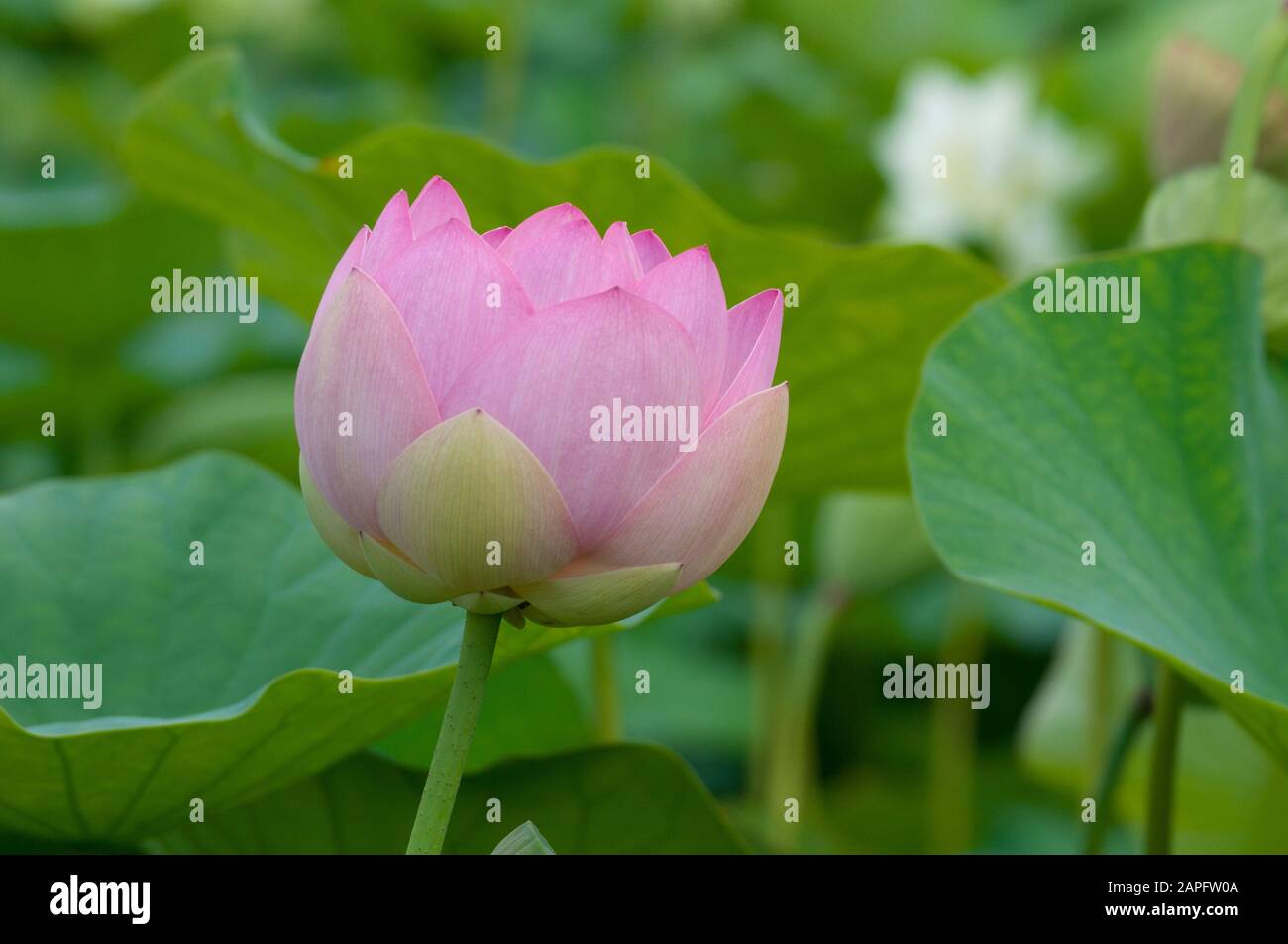 Sacred Lotus (Nelumbo nucifera) in bloom, Perennial aquatic plant Stock ...