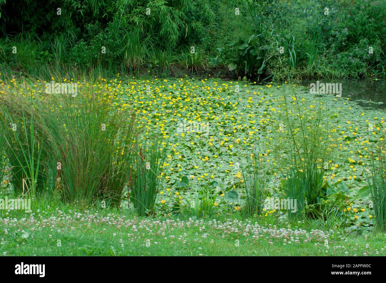 Water buttercup (Ranunculus aquatilis) in bloom Stock Photo - Alamy