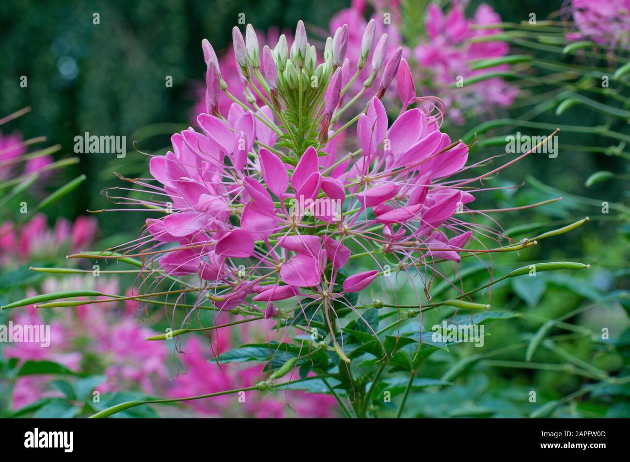 Cleome cleome sp hi-res stock photography and images - Alamy