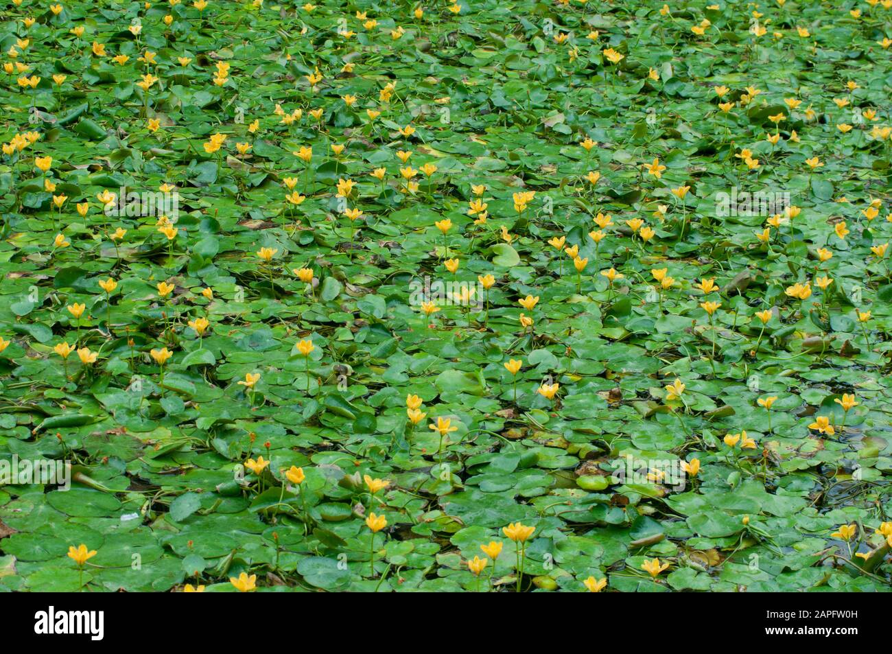 Water buttercup ranunculus hi-res stock photography and images - Alamy