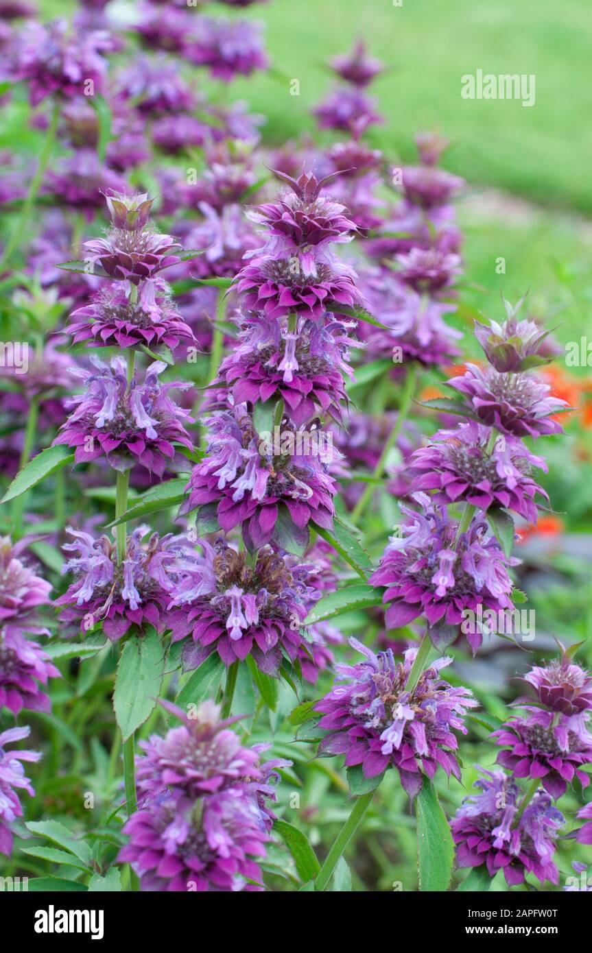Monarda (Monarda x hybrida) 'Bergamo' in flower Stock Photo - Alamy