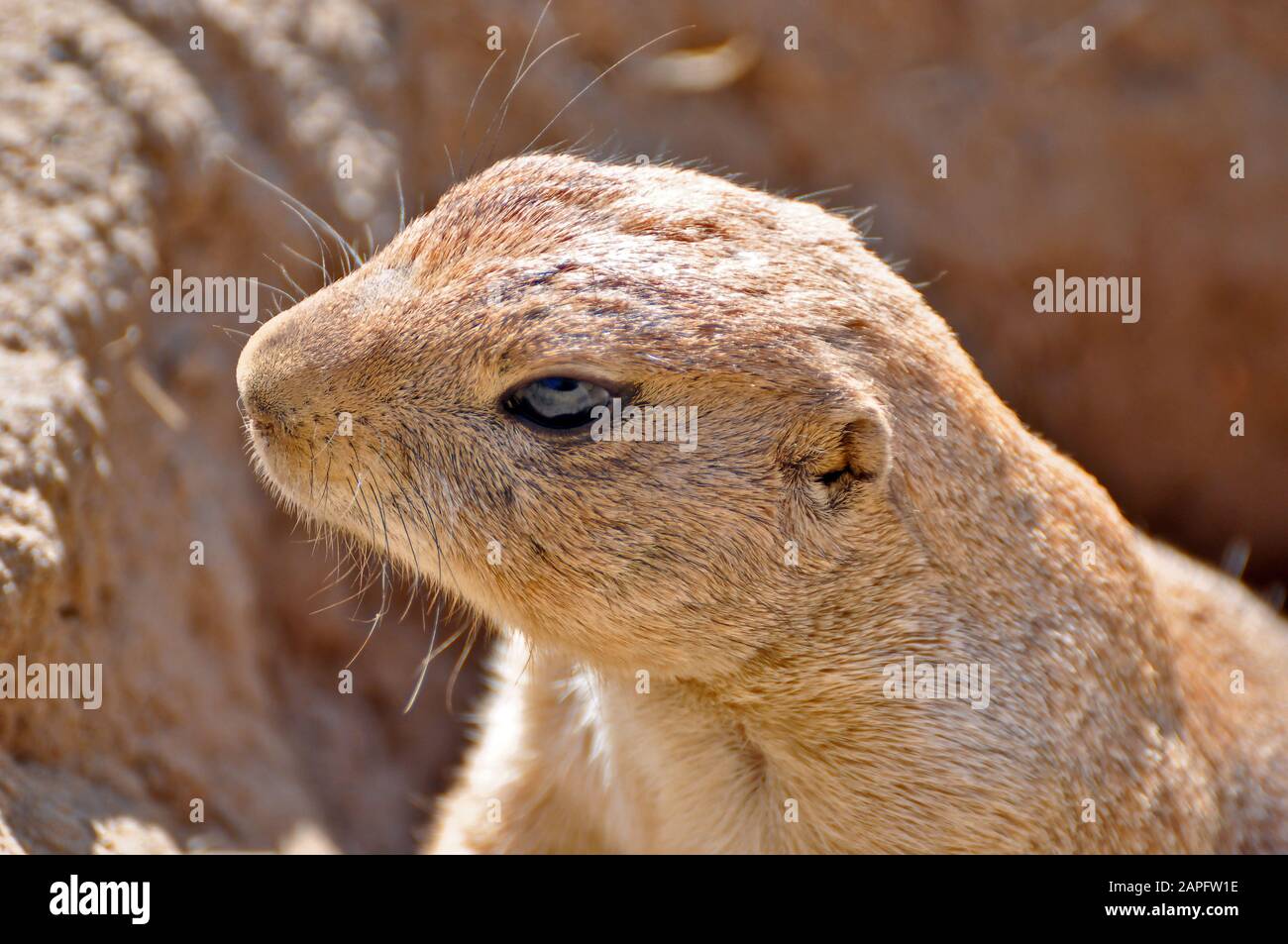 A gopher or ground squirrel observing his environment Stock Photo - Alamy