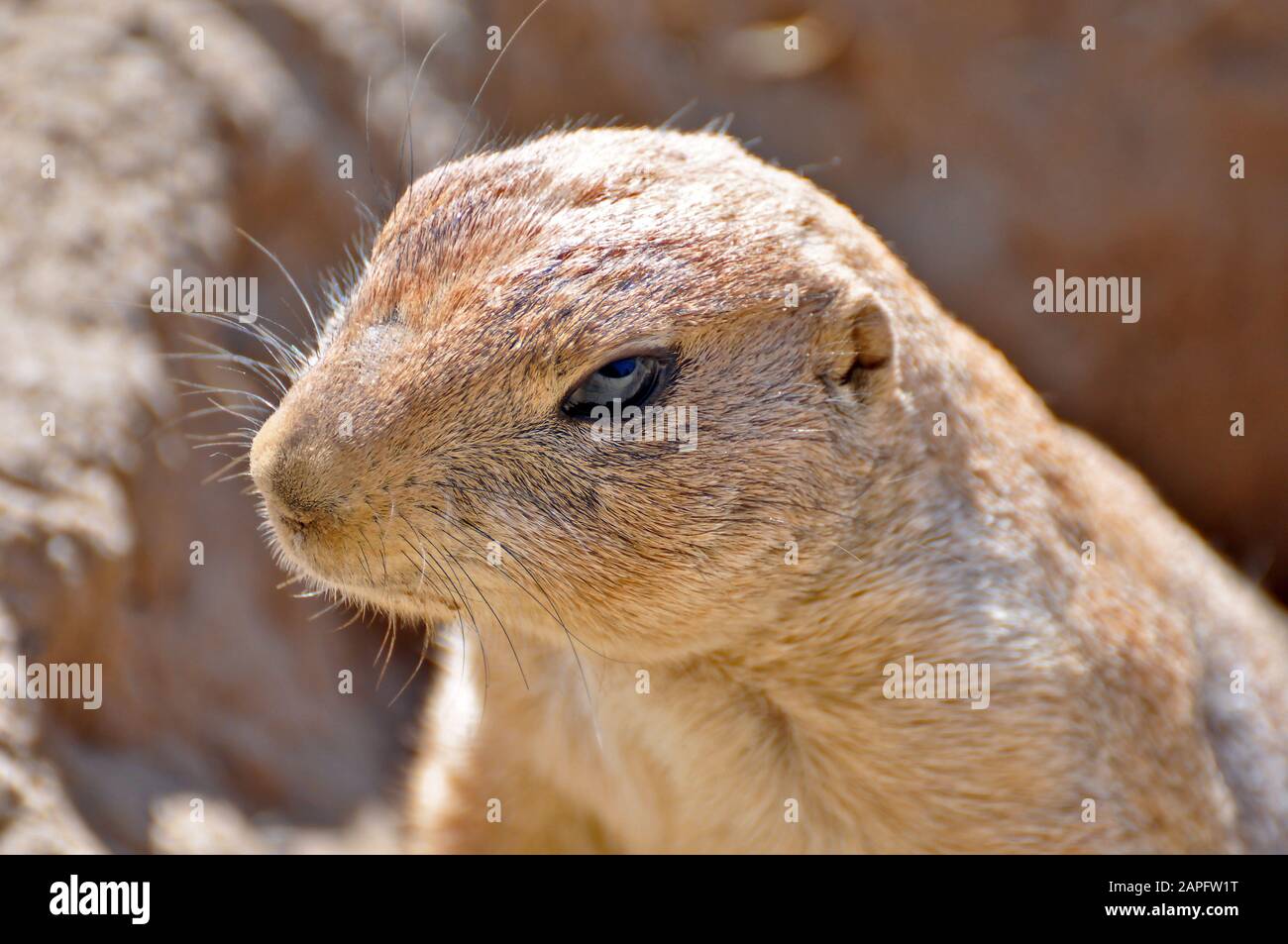 A gopher or ground squirrel observing his environment Stock Photo - Alamy