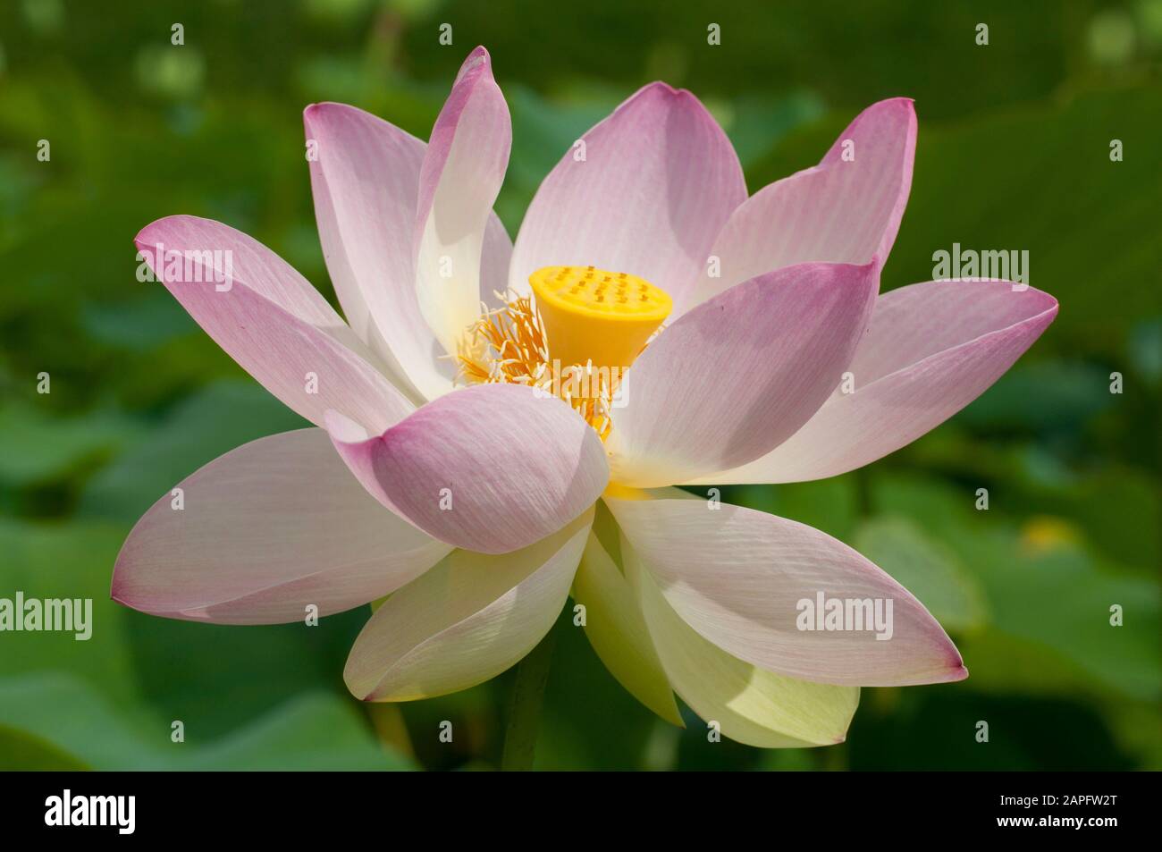 Sacred Lotus (Nelumbo nucifera) in bloom, Perennial aquatic plant Stock ...