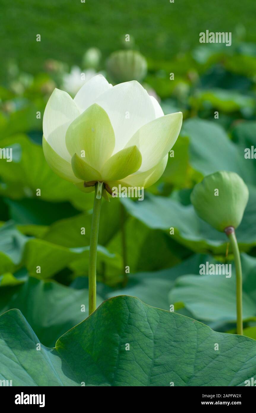 Sacred Lotus (Nelumbo nucifera) in bloom, Perennial aquatic plant Stock ...