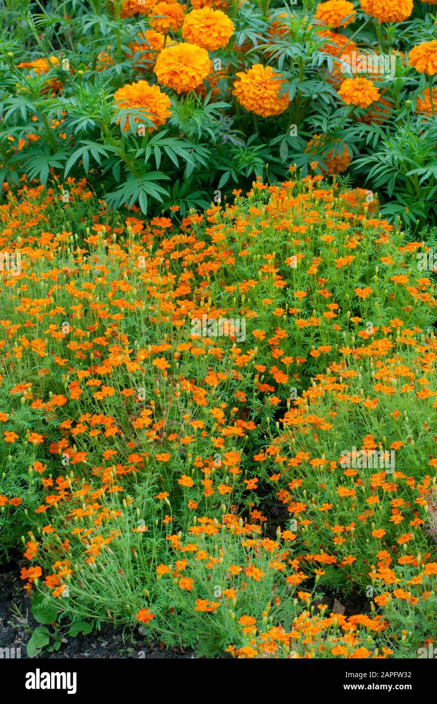Signet Marigold (Tagetes tenuifolia) 'Luna Orange' in bloom Stock Photo ...