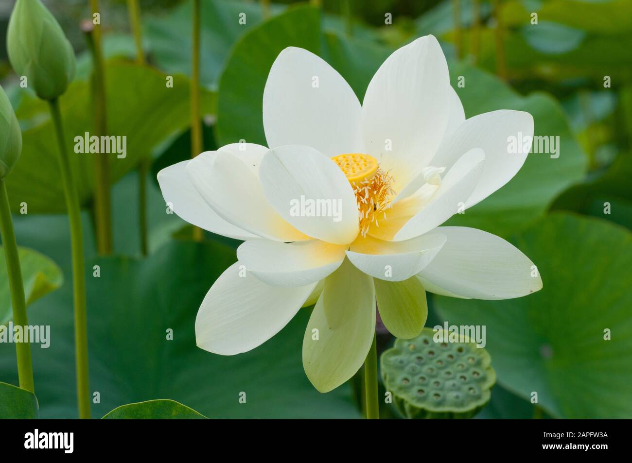 Sacred Lotus (Nelumbo nucifera) in bloom, Perennial aquatic plant Stock ...