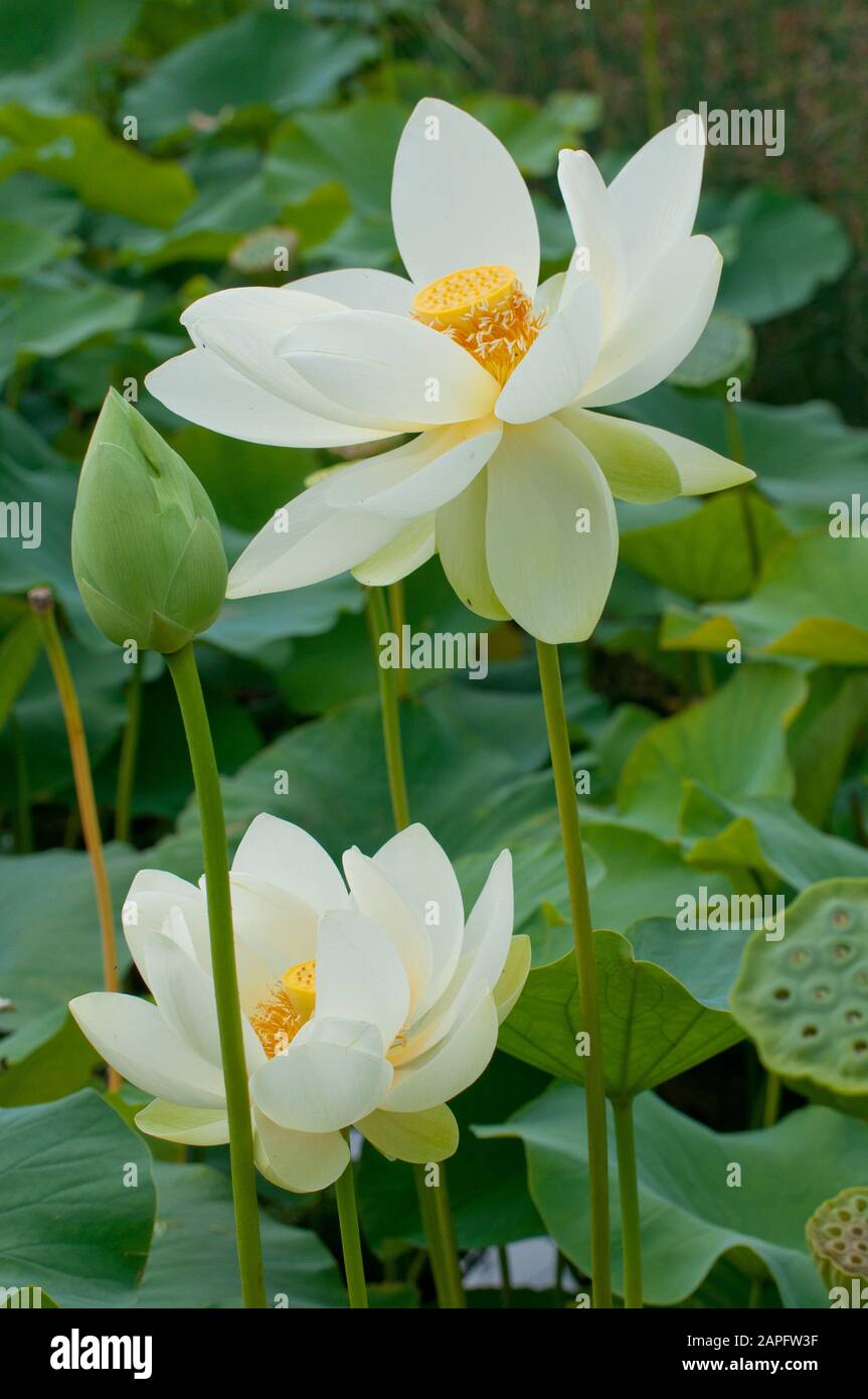 Sacred Lotus (Nelumbo nucifera) in bloom, Perennial aquatic plant Stock ...