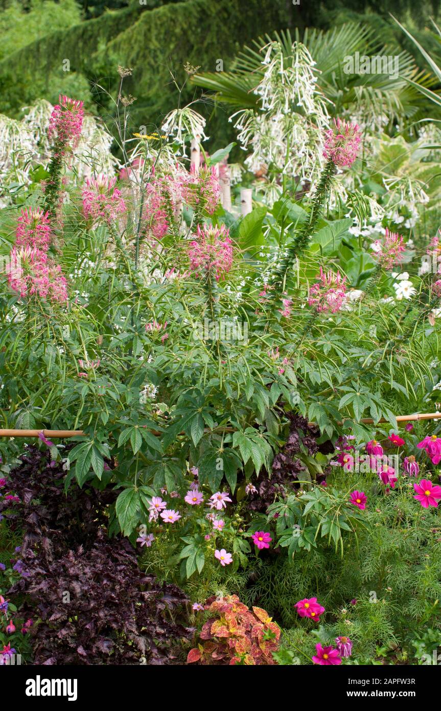Cleome cleome sp hi-res stock photography and images - Alamy