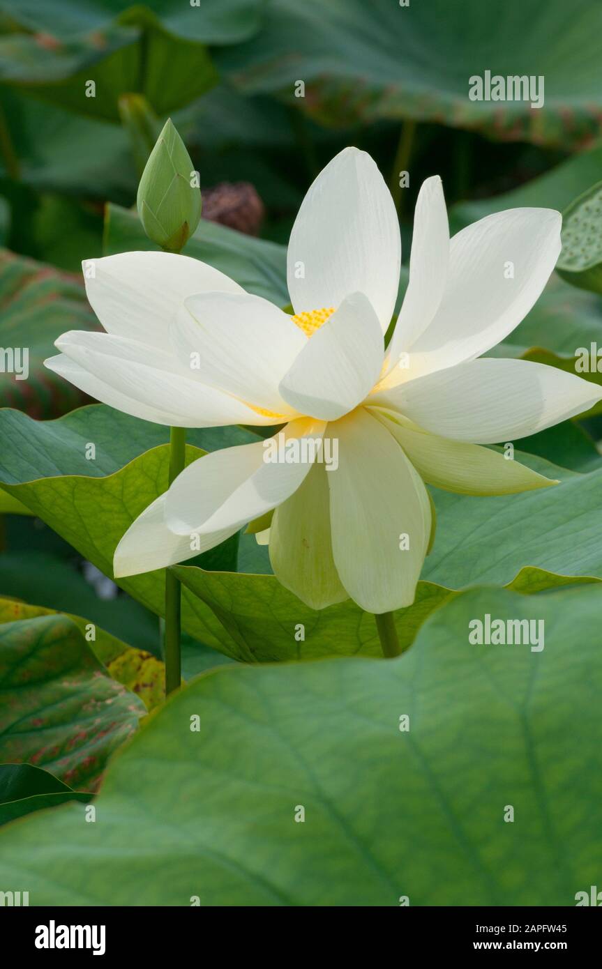 Sacred Lotus (Nelumbo nucifera) in bloom, Perennial aquatic plant Stock ...