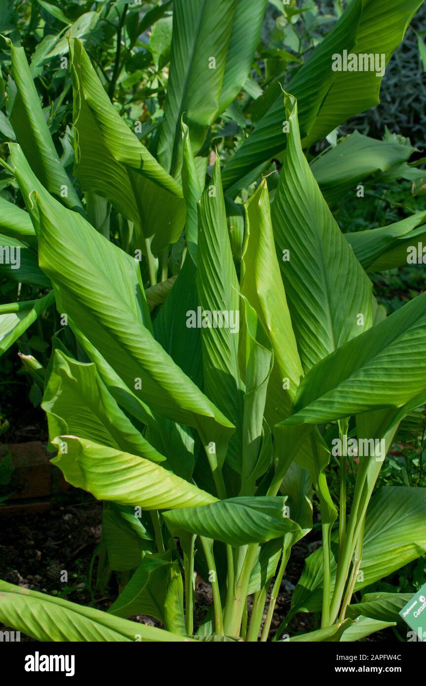 Curcuma longa hi-res stock photography and images - Alamy