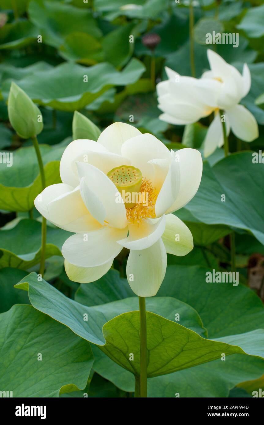 Sacred Lotus (Nelumbo nucifera) in bloom, Perennial aquatic plant Stock ...