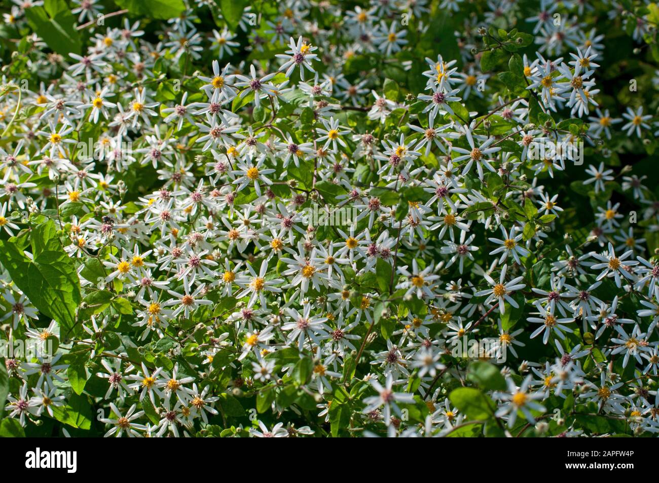 White wood aster (Aster divaricatus) in bloom Stock Photo - Alamy