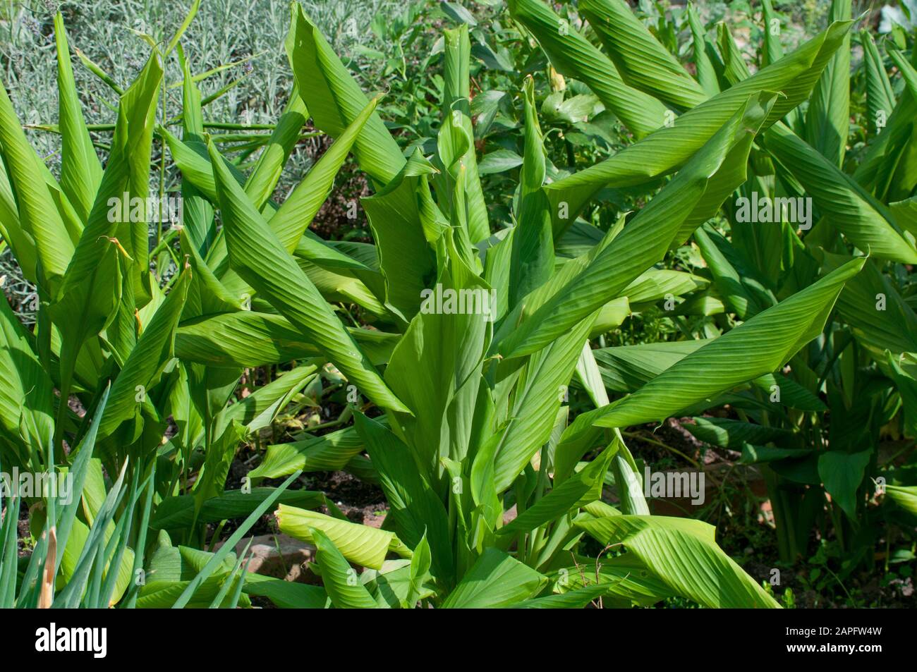 Curcuma longa hi-res stock photography and images - Alamy