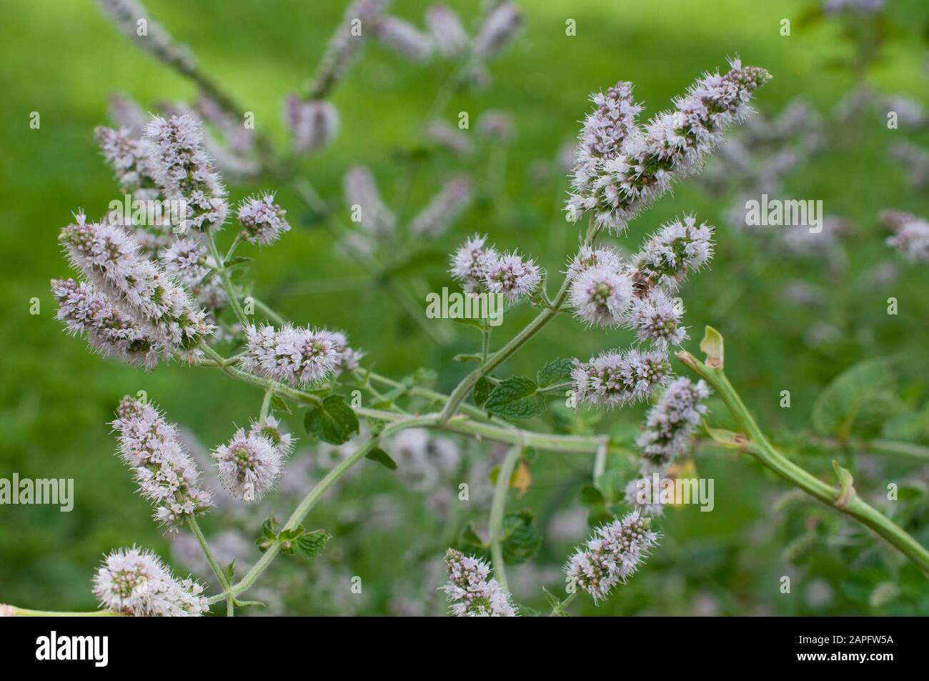Mentha aquatica hi-res stock photography and images - Alamy