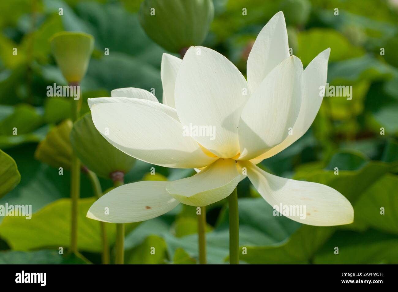 Sacred Lotus (Nelumbo nucifera) in bloom, Perennial aquatic plant Stock ...