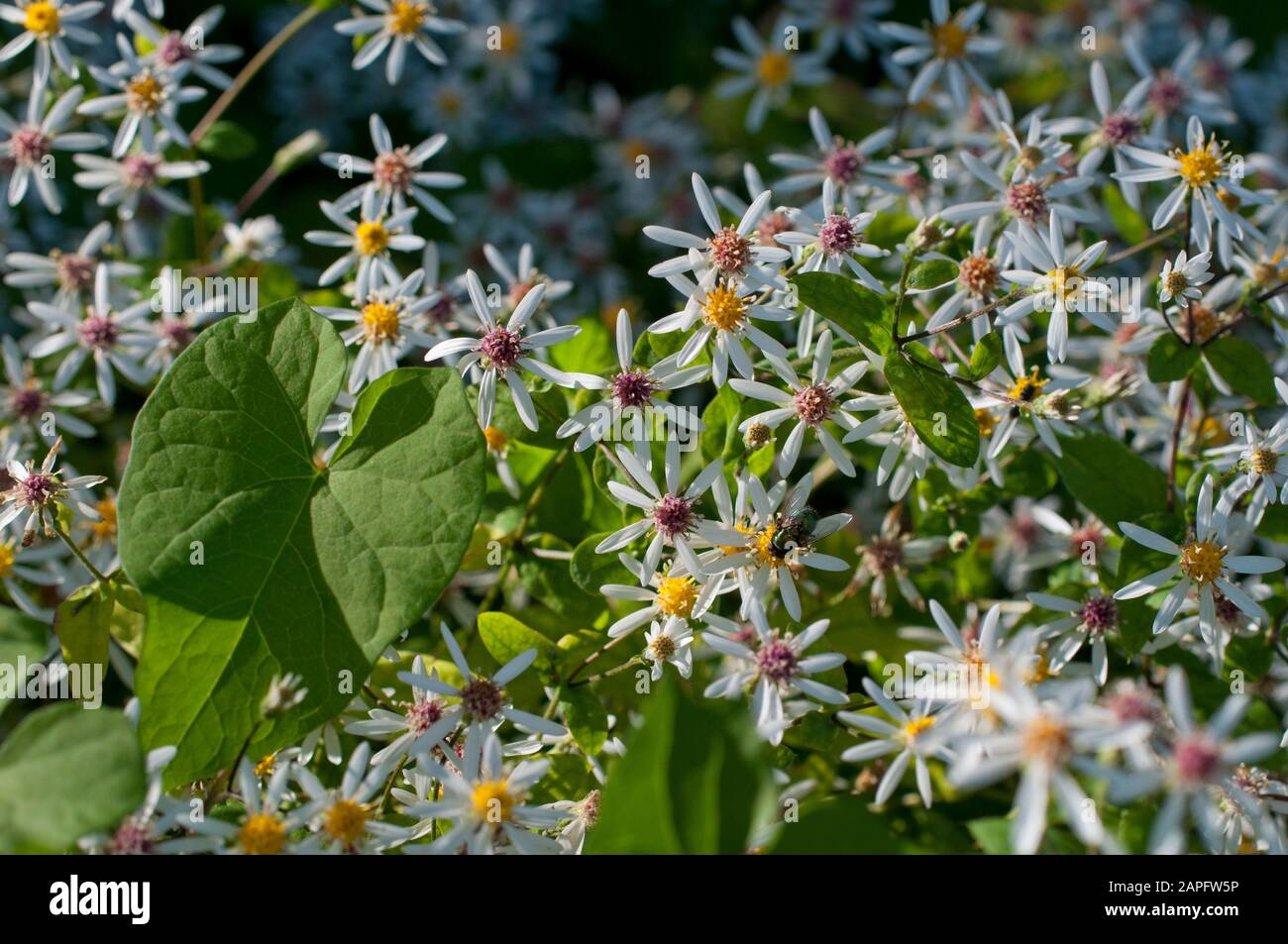 White wood aster (Aster divaricatus) in bloom Stock Photo - Alamy