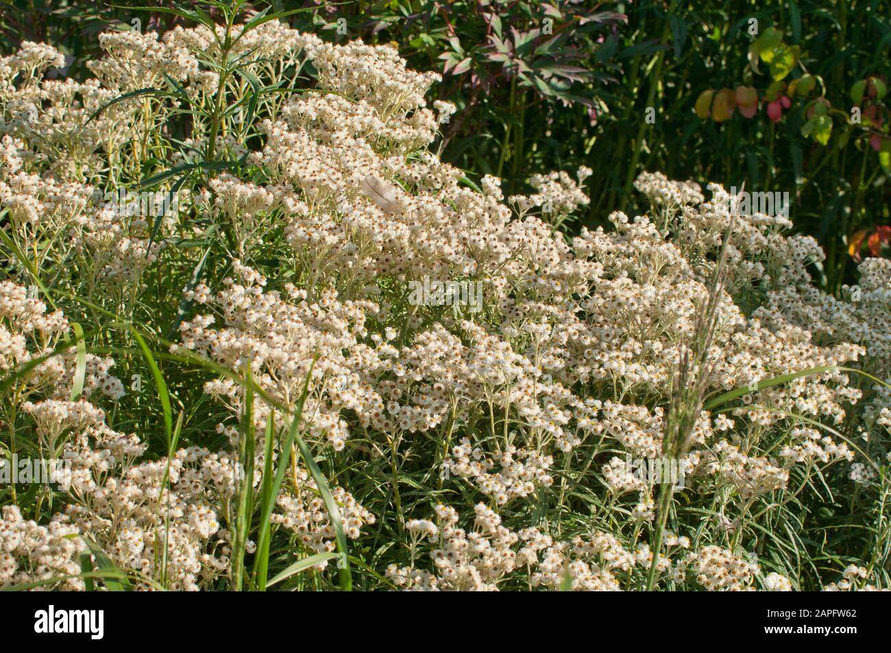 Western pearly everlasting (Anaphalis margaritacea) in bloom Stock ...