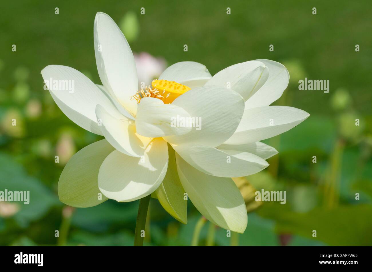 Sacred Lotus (Nelumbo nucifera) in bloom, Perennial aquatic plant Stock ...