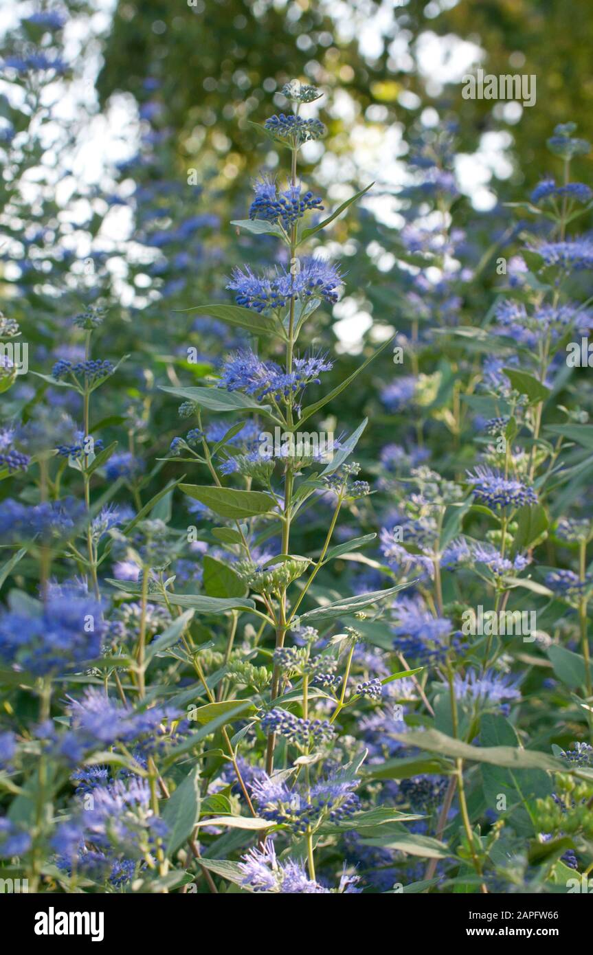 Blue beard (Caryopteris x clandonensis) 'Heavenly blue', flowering ...