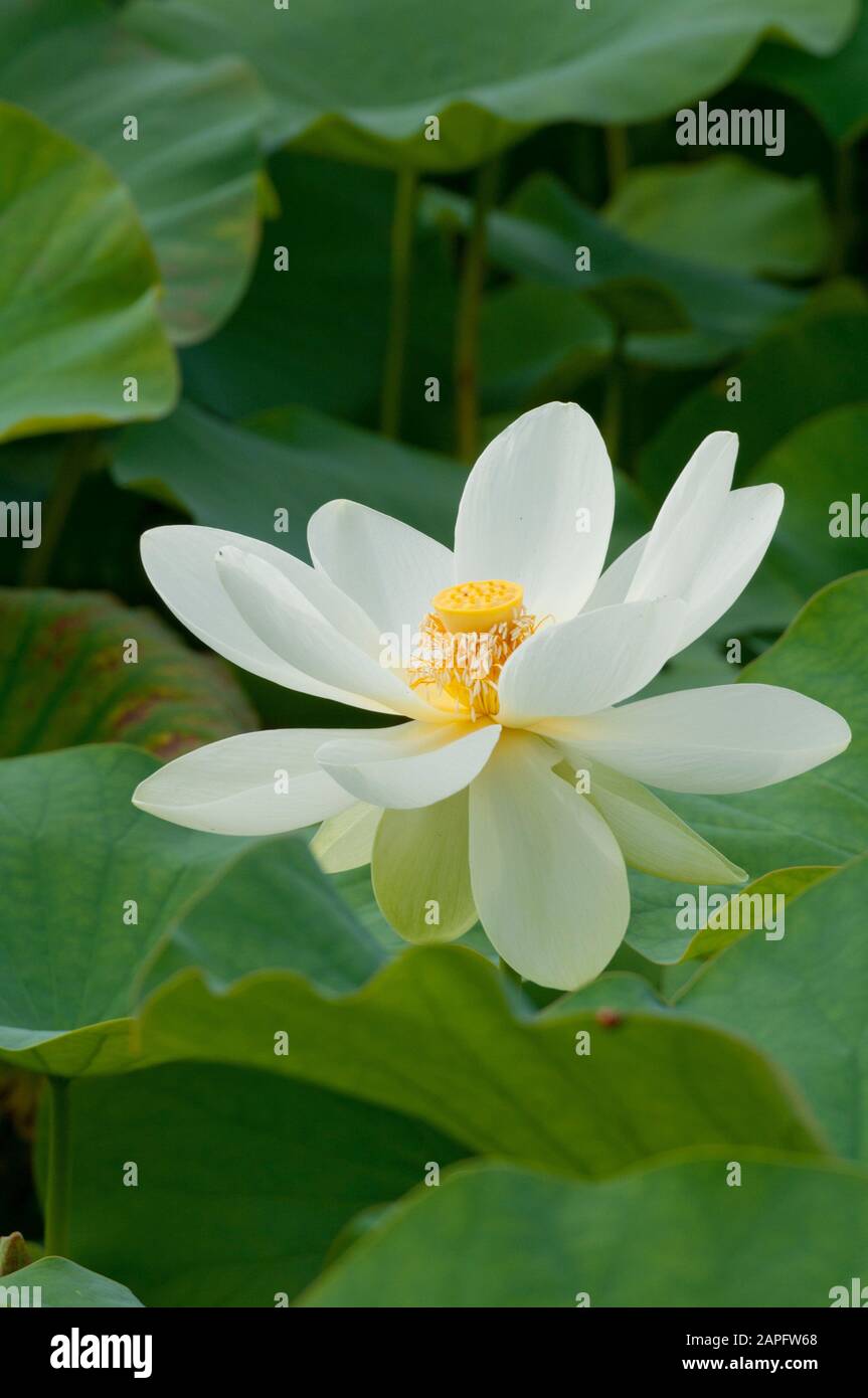 Sacred Lotus (Nelumbo nucifera) in bloom, Perennial aquatic plant Stock ...