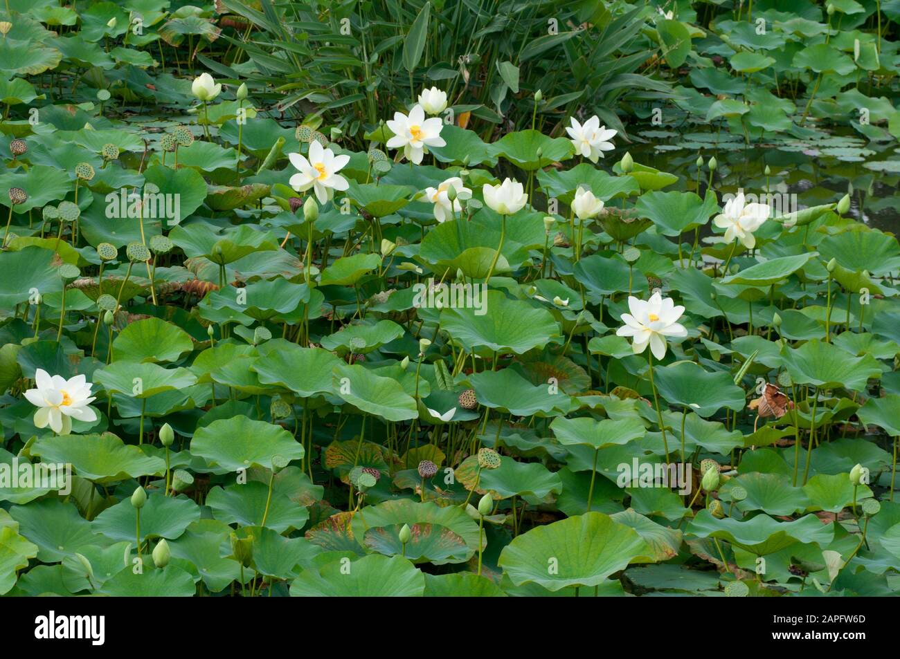 Sacred Lotus (Nelumbo nucifera) in bloom, Perennial aquatic plant Stock ...