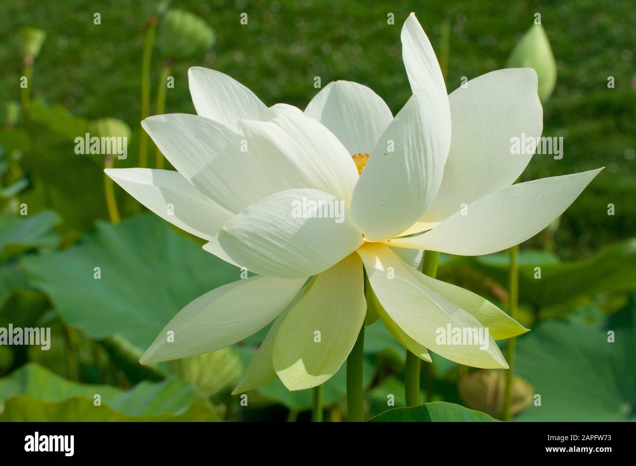 Sacred Lotus (Nelumbo nucifera) in bloom, Perennial aquatic plant Stock ...
