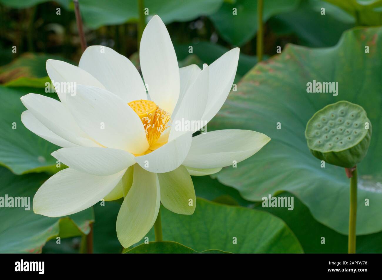 Sacred Lotus (Nelumbo nucifera) in bloom, Perennial aquatic plant Stock ...