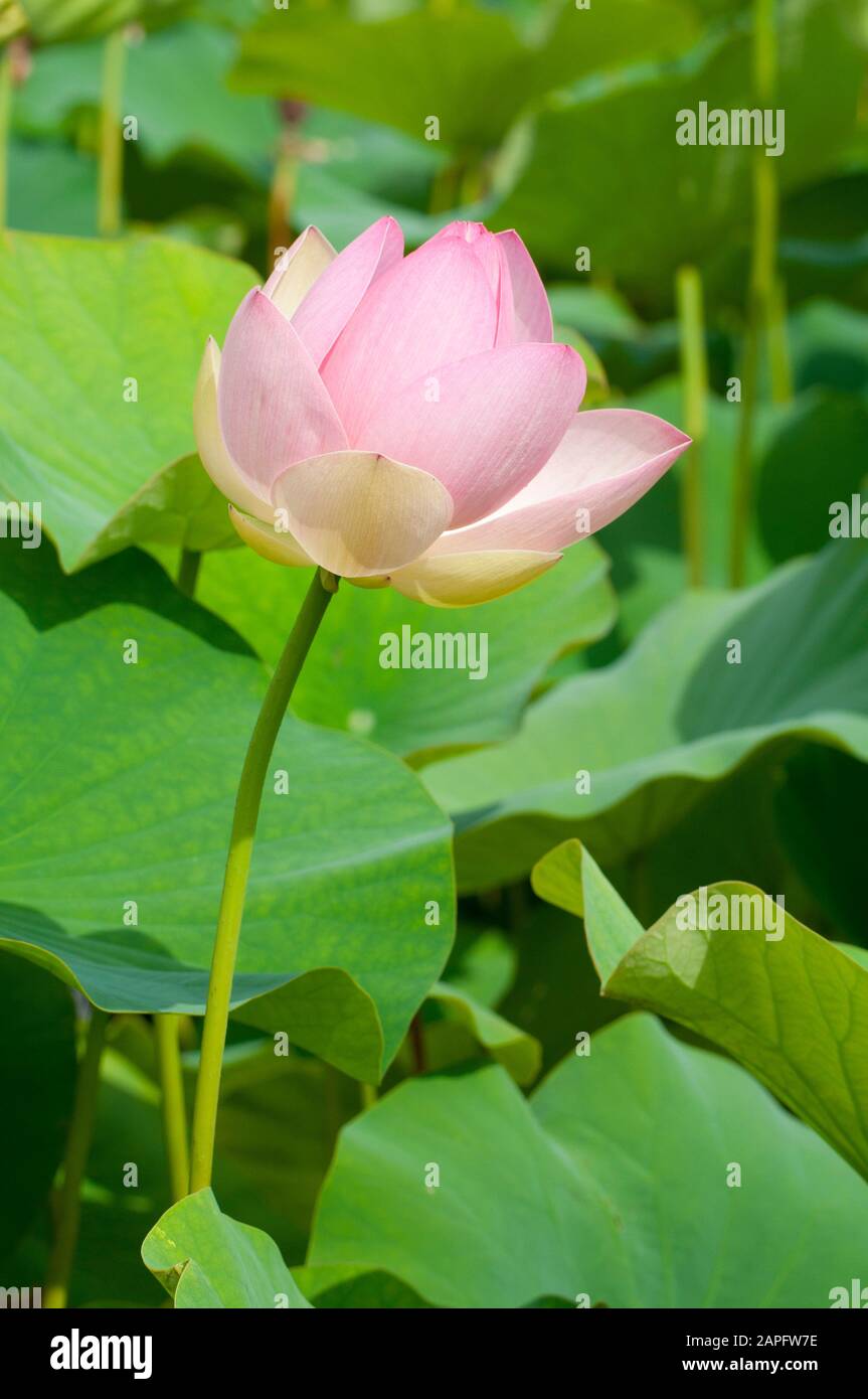 Sacred Lotus (Nelumbo nucifera) in bloom, Perennial aquatic plant Stock ...