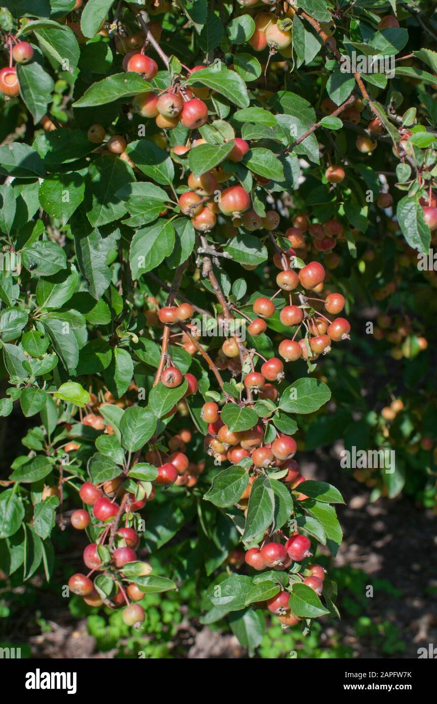 Crabapple tree (Malus sp) 'Everest', Fruits Stock Photo - Alamy