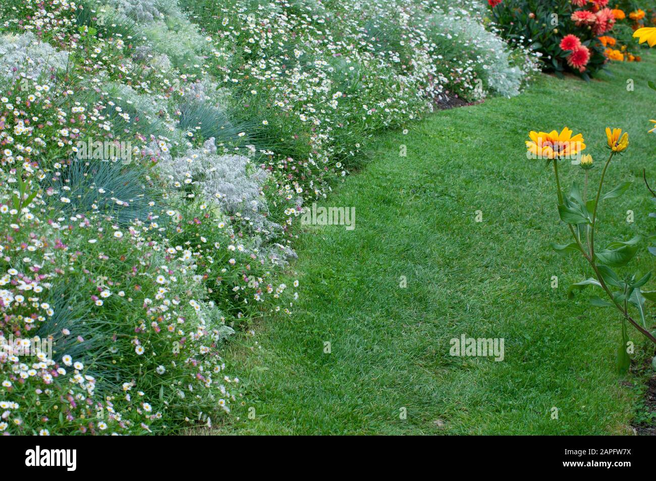 Anthemis (Anthemis sp) in bloom and turf Stock Photo - Alamy