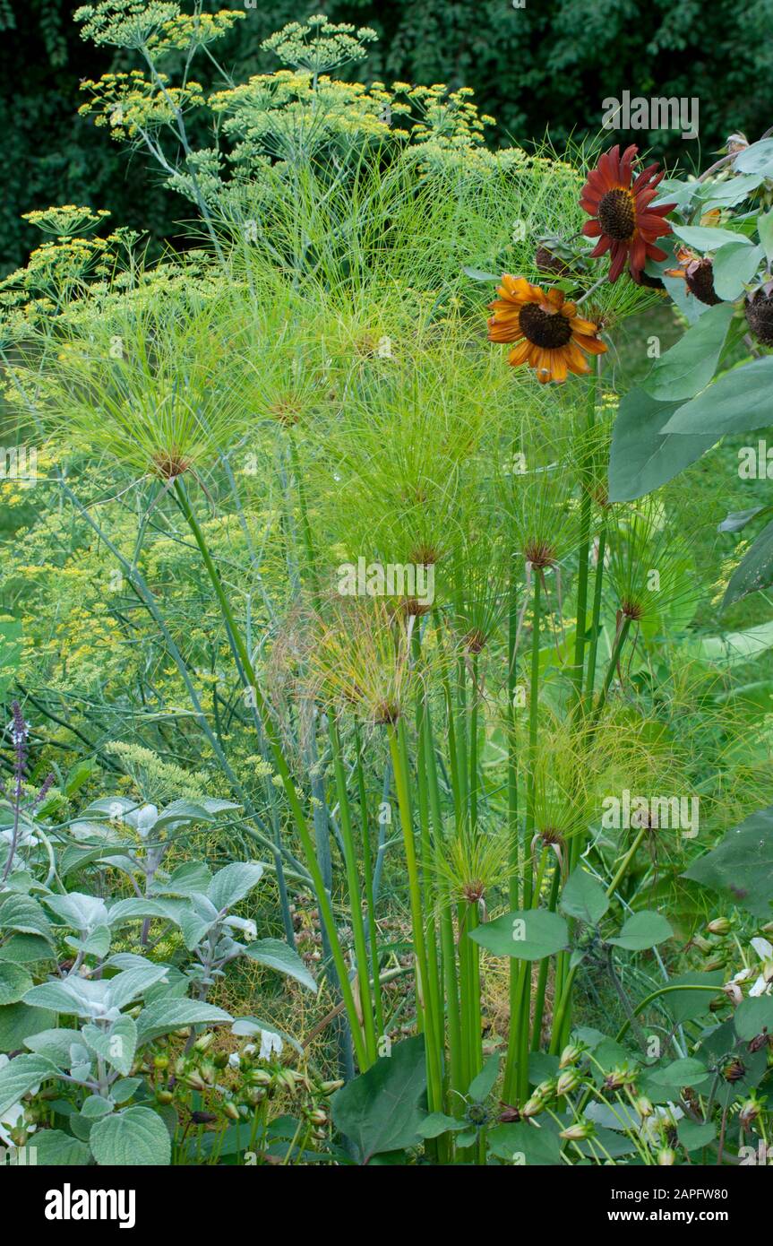 Cyperus papyrus hi-res stock photography and images - Alamy