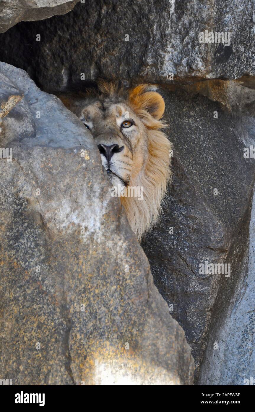 Asiatic lion teeth hi-res stock photography and images - Alamy