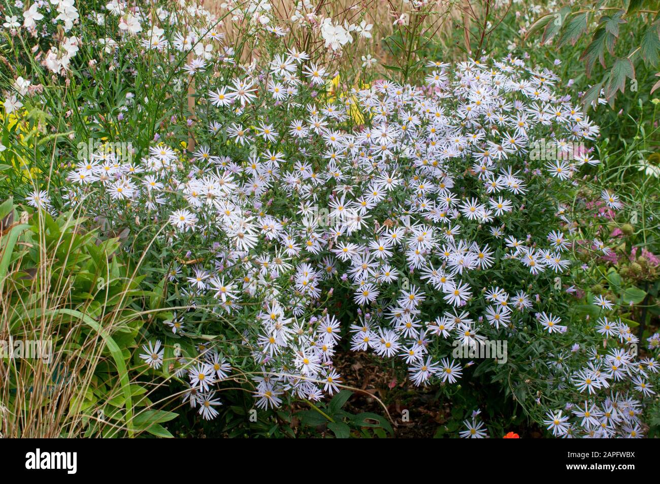Pyrenean Aster (Aster pyrenaeus) 'Lutetia' in bloom Stock Photo - Alamy