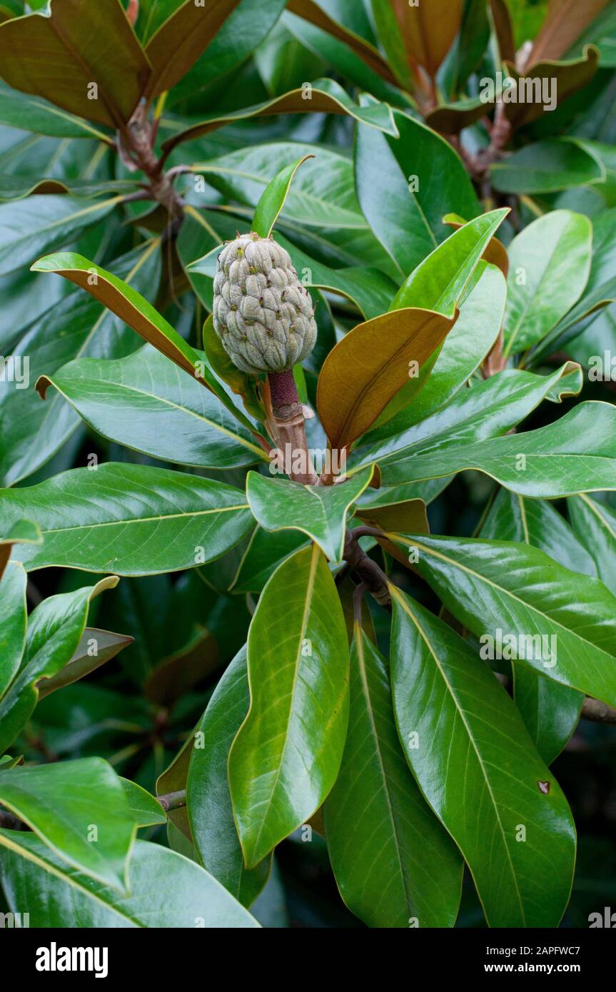 Southern magnolia (Magnolia grandiflora), fruit Stock Photo - Alamy
