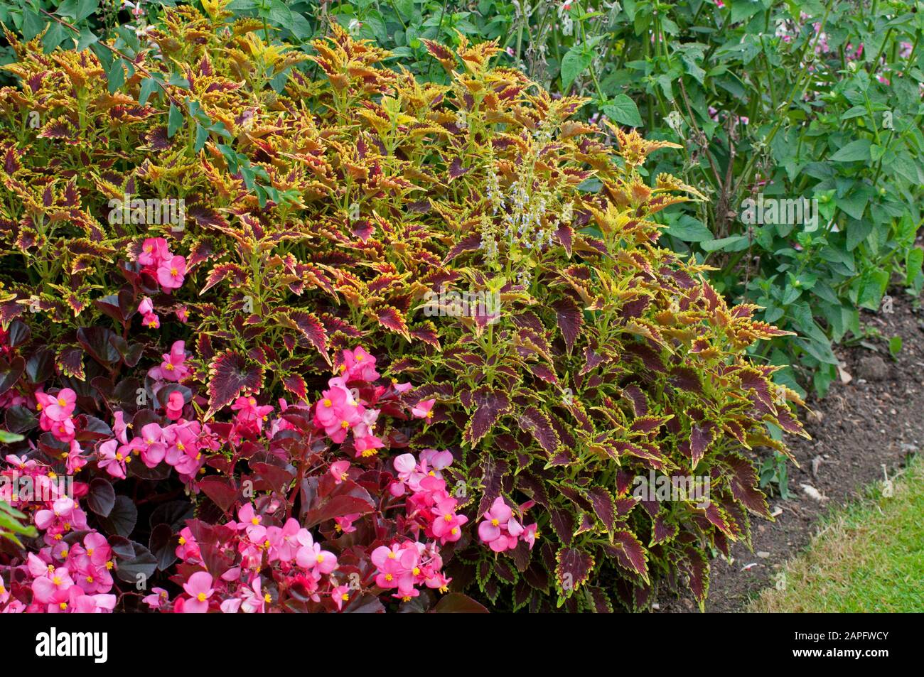Coleus (Solenostemon sp) 'Surprise' Stock Photo - Alamy